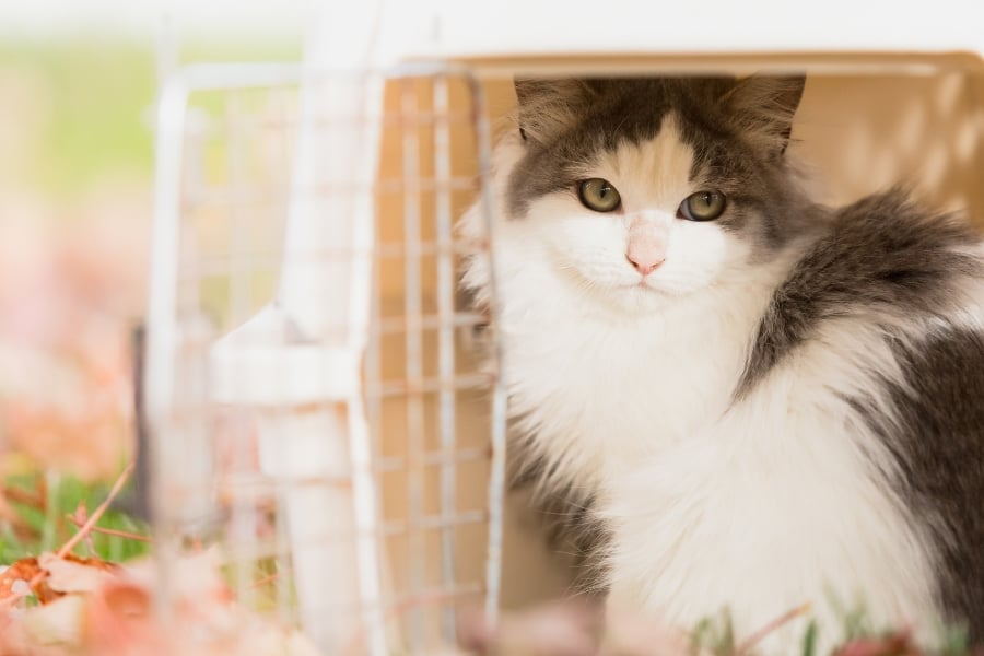 How to Prep Your Pets for a PCS Move